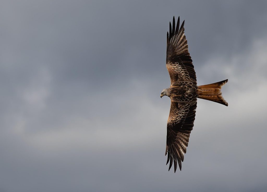 Reviving The Red Kite: How Conservation Brought This Species Back to ...