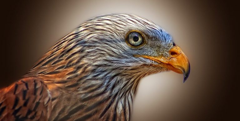 Reviving The Red Kite: How Conservation Brought This Species Back to ...